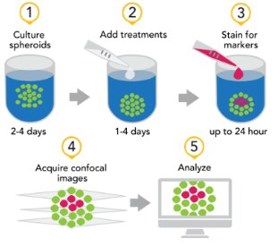 Confocal Imaging and Analysis Using the Agilent BioTek Cytation C10 ...