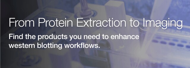 MP Biomedicals Western Blotting Products | Fisher Scientific